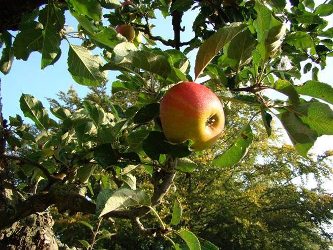 Beskära äppel- & päronträd – enkla tips & råd här! – Odla Shop