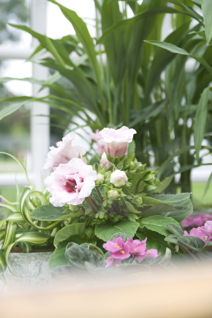 Flicköga & gloxinia: sensommarens blomster – inspireras! – Odla Shop